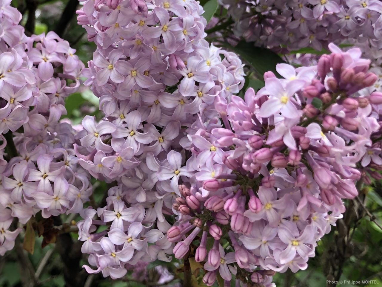 Lilas couleur… lilas, Vendargues - Avril 2020 – Soladar